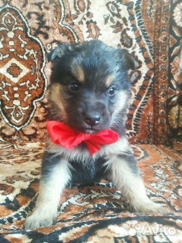 Щеночки в добрые руки