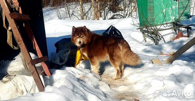 Хаски взрослая
