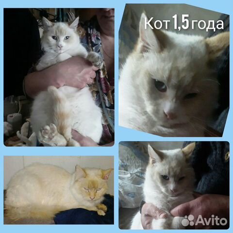 Кошки бесплатно