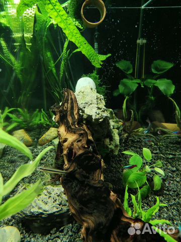 2 рыбки сае (Сиамские водорослееды )