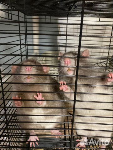 Крысы с клеткой