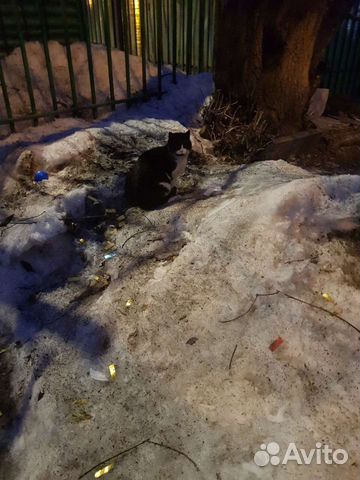 Кошечка в добрые руки