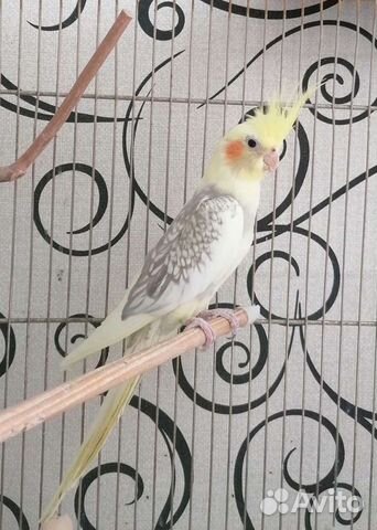 Попугай корелла самка