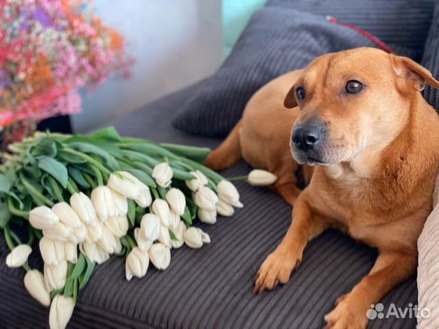 Вязка с вашим любимым питомцем (ищем вашего кобеля