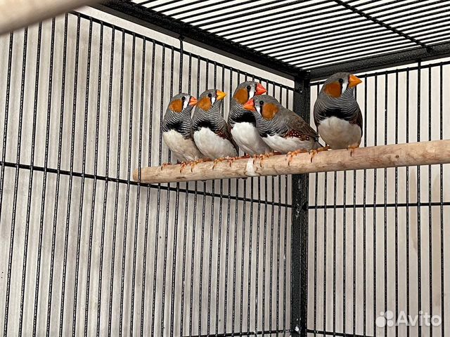 Самец амадина