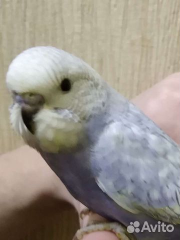 Ручные малыши волнистые попугаи доставка