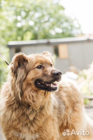 Красавчик Ахил