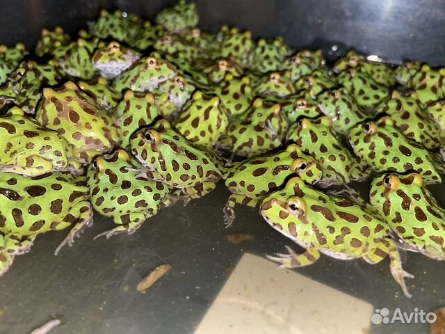 Лягушка Чакская Рогатка оптом