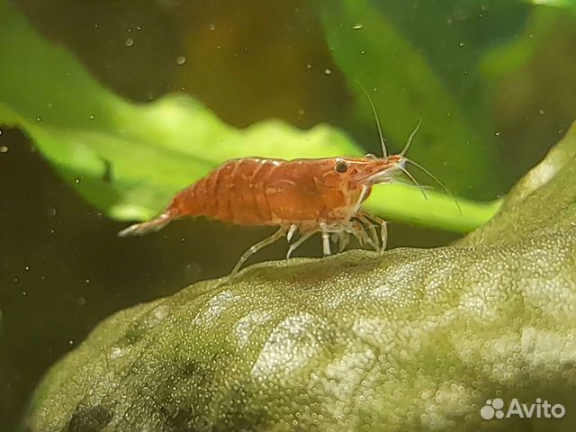 Аквариумные креветки