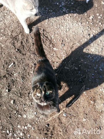 Вислоухая кошка, черная, 2года, ищет добрые руки