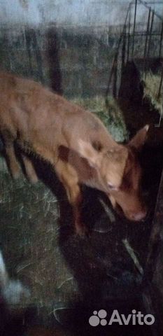 Бычки и быки телки