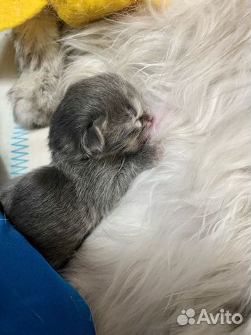Котята Nebelung+(ragdoll)