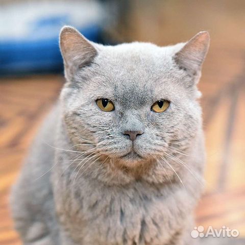 Кот британец Котя в дар