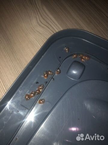 Улитята ахатина ретикулята альбино