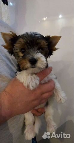 Щенок бивер терьера