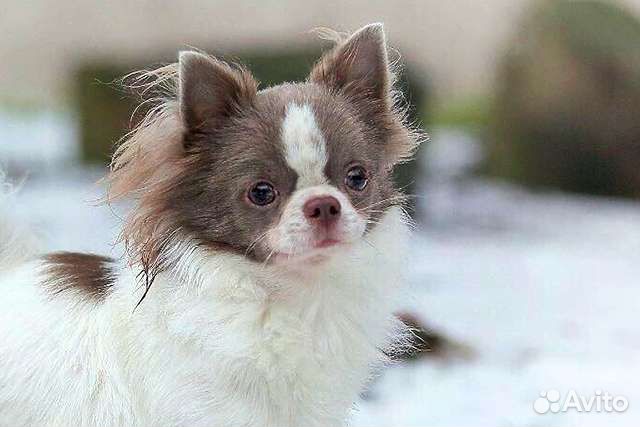Отдаём Мини Чихуа-хуа