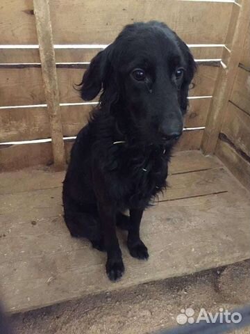 Замечательный пёсик в Добрые руки