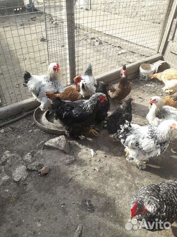 Продам курей брама и доминат