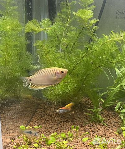 Бесплатно самец гурами