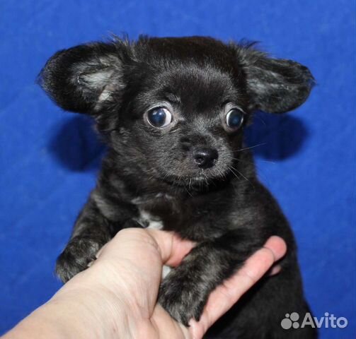 Чихуахуа девочка