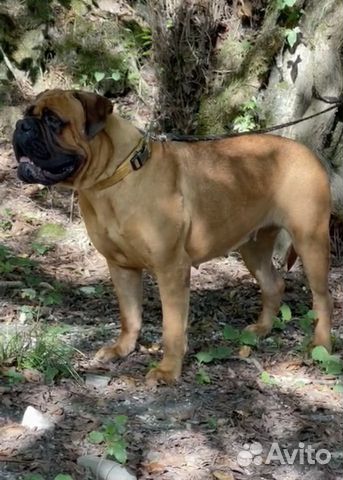 Бульмастиф девочка Русская красавица