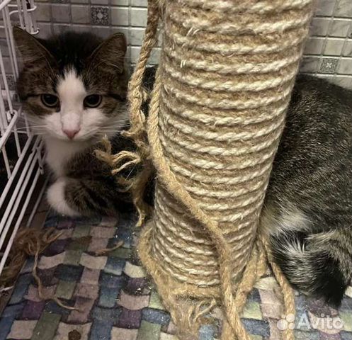 Котик 1,5 года