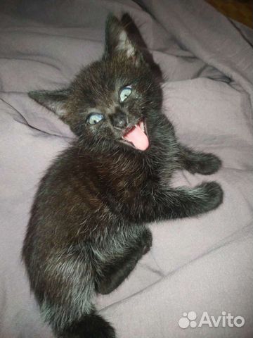 Котёнок в добрые руки