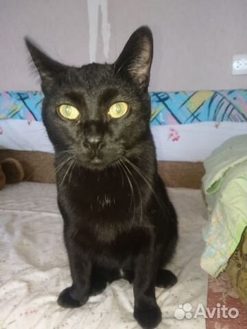 Кот рэмбо в добрые руки