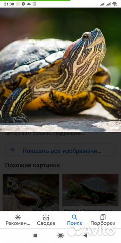 Агама