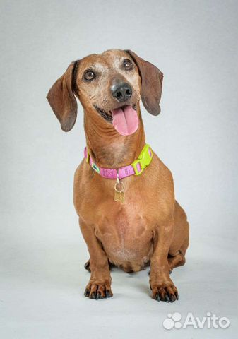 Такса в добрые руки