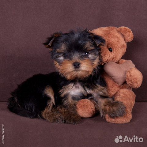 Красивый и яркий мальчик йоркширского терьера