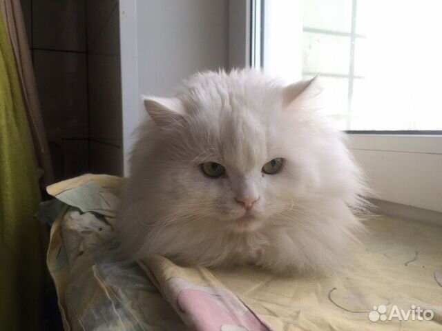 Найден Белый кот, ищет хозяина