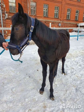 Жеребчик, 1 год