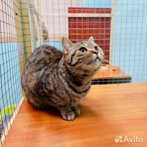 Британская кошка Жаклин в добрые ручки