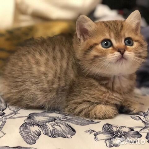Котик британец золотая шиншилла
