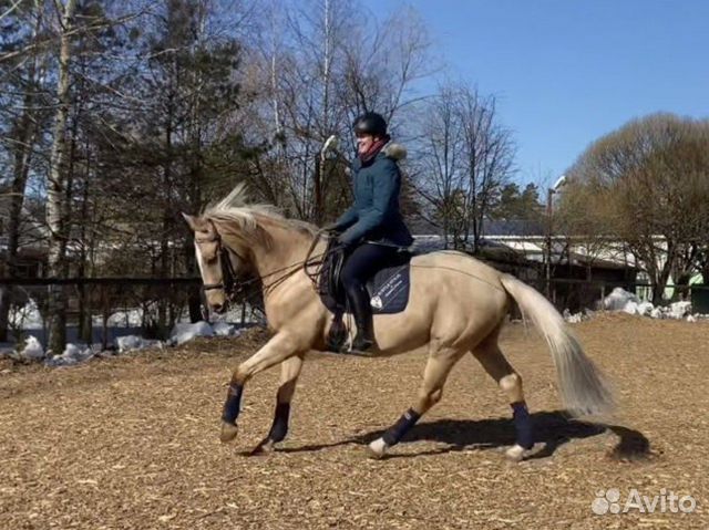 Шикарный мерин на продажу