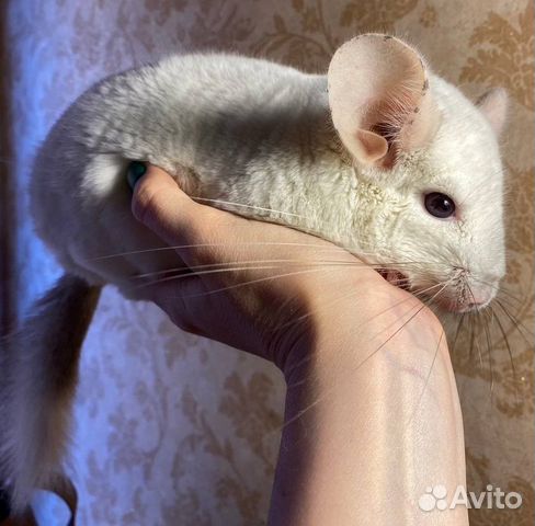 Отдам белую шиншиллу
