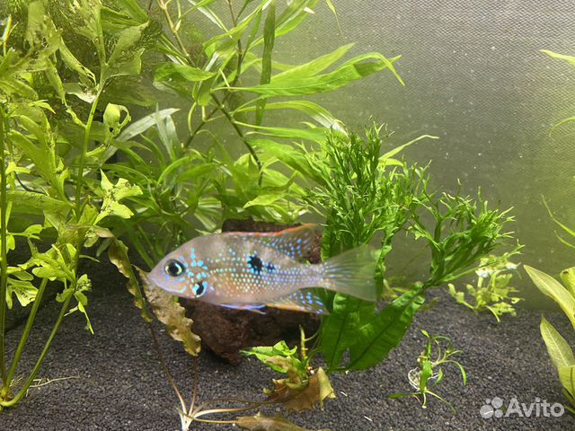 Аквариумные рыбки цихлозома Элиотта