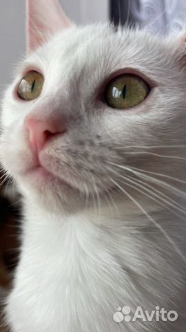 Кошка