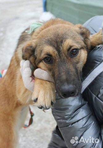 Заглядывает в глаза и умоляет спасти