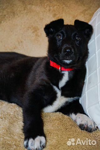 Щенок в добрые руки