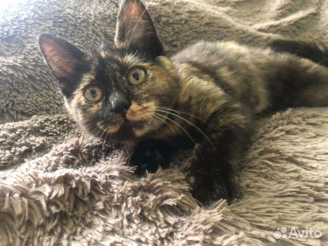 Котенок девочка в добрые руки