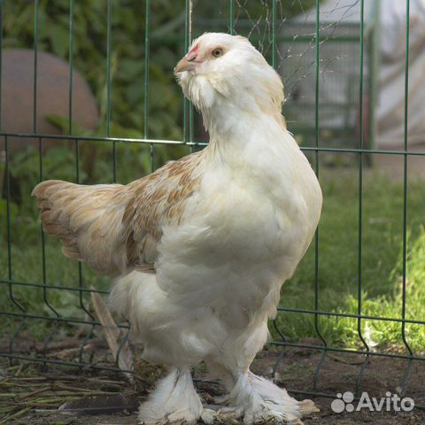 Инкубационное яйцо кур фавероль