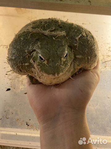 Лягушка водонос