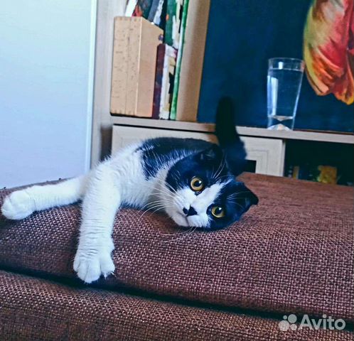 Кошка для вязки.на половину британка