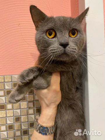 Котик Чивас 3 года