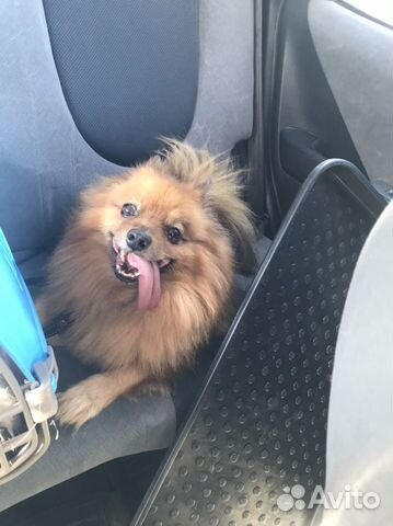 Шпиц немецкий + померанский