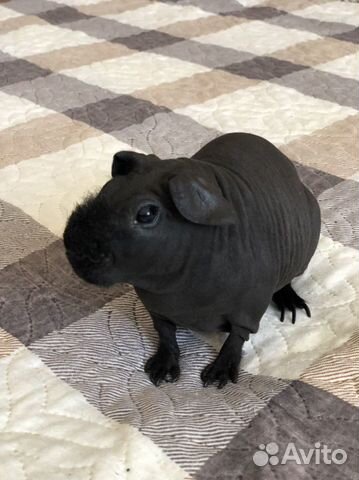 Морская свинка скинни черная