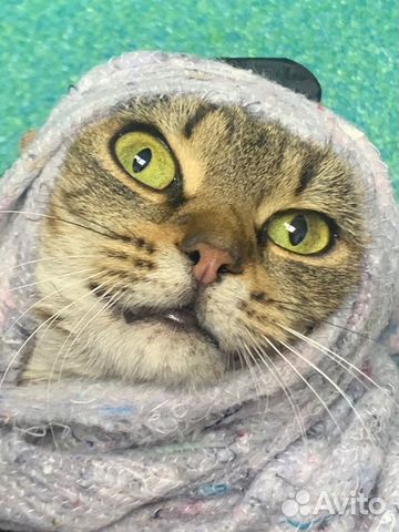 Обворожительна Кьяра (7 мес)