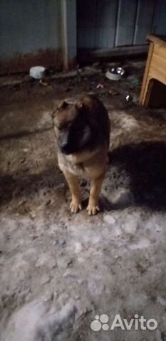 Щенок кавказкой овчарки 6 мес